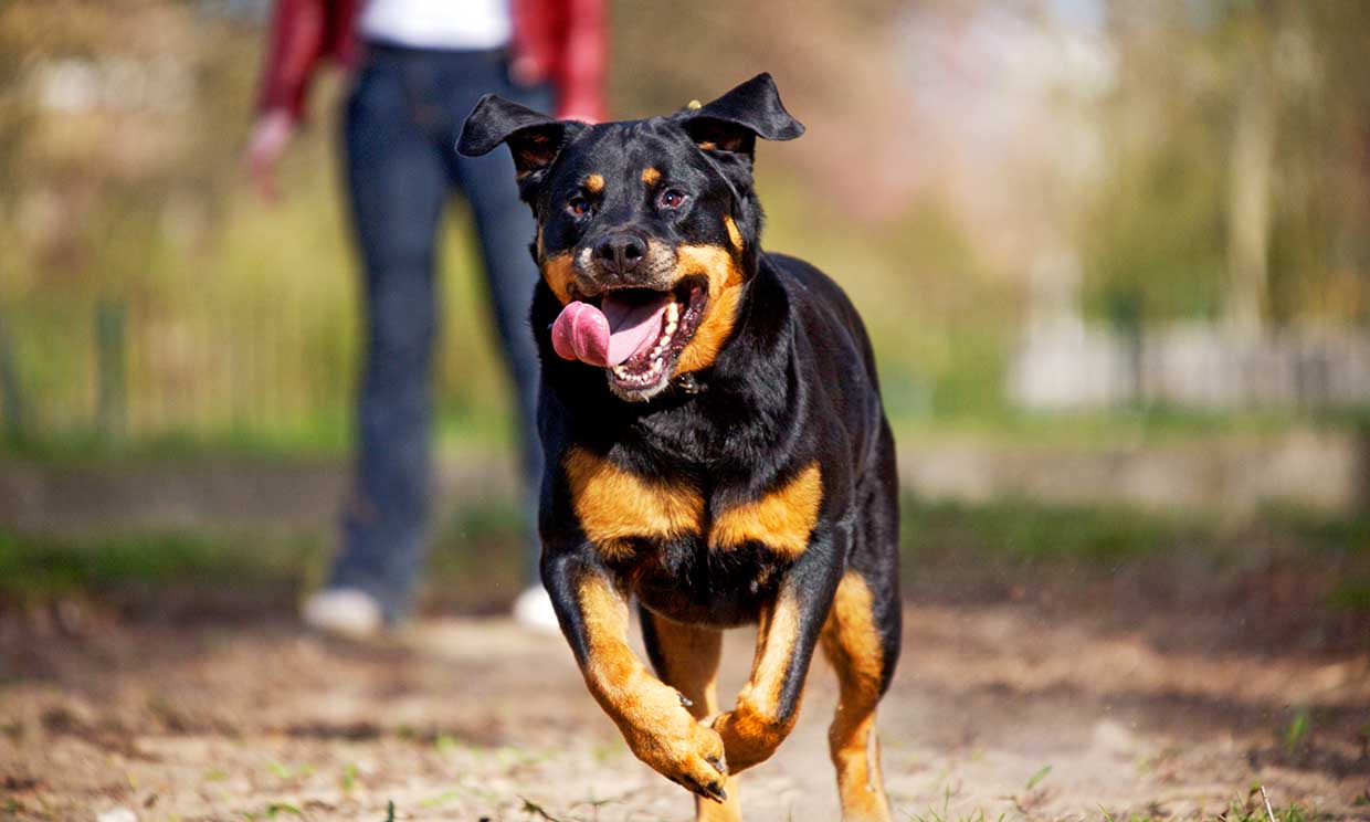 Rottweiler, un perro fuerte y potente con un carácter fiel y protector ...
